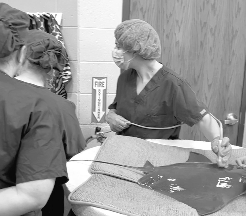 OKC Zoo Staff Gives Life-Saving Care to Cownose Stingray | Seminole ...