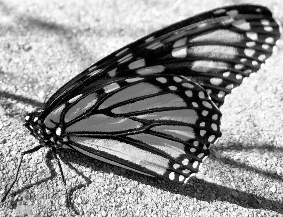 OKC Zoo Scientist Explores Headless Butterfly Phenomenon | Seminole ...