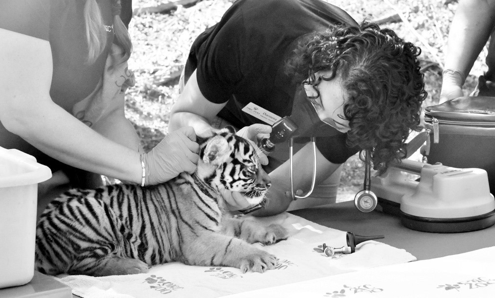 OKC Zoo Doctor Receives Highest Certification For Zoo Veterinarian ...