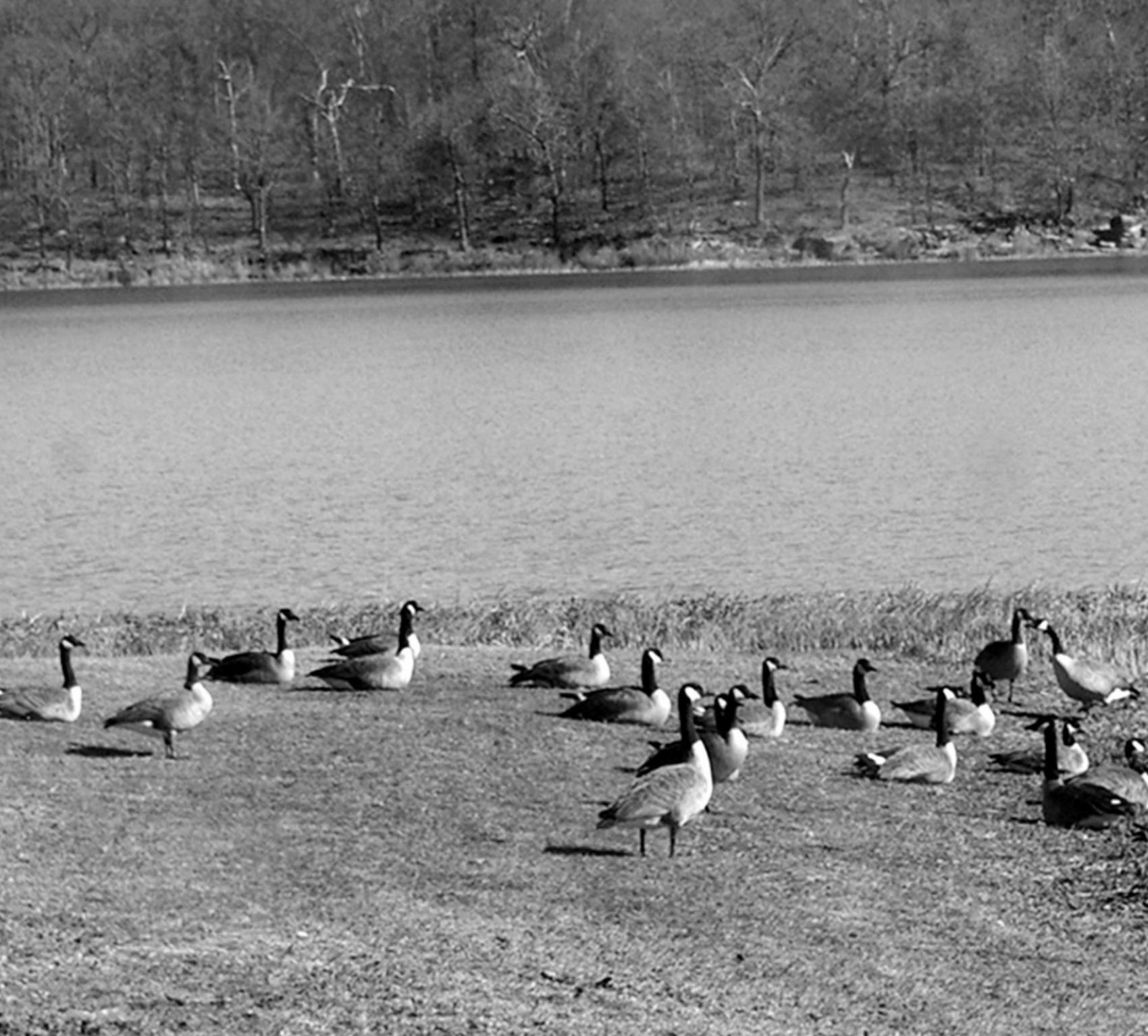 Birds of a Feather | Seminole Producer