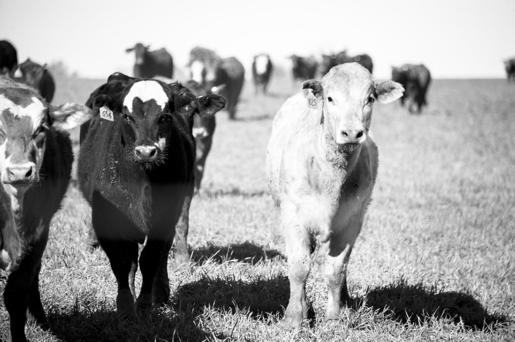 OSU Research has Potential to Save Cattle Industry Millions | Seminole ...