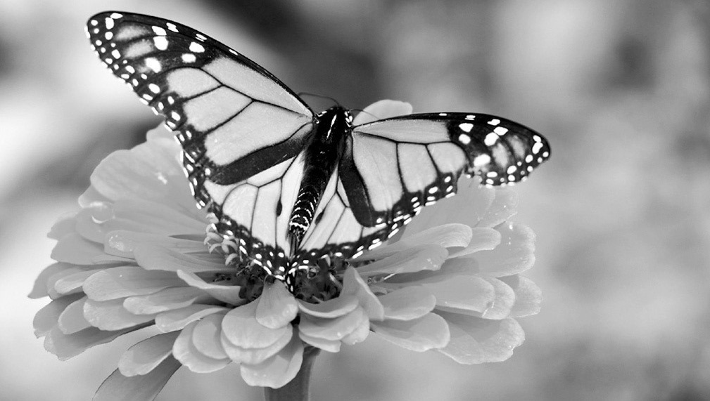 Companion Planting Flowers, Veggies Can Help Boost Pollination ...