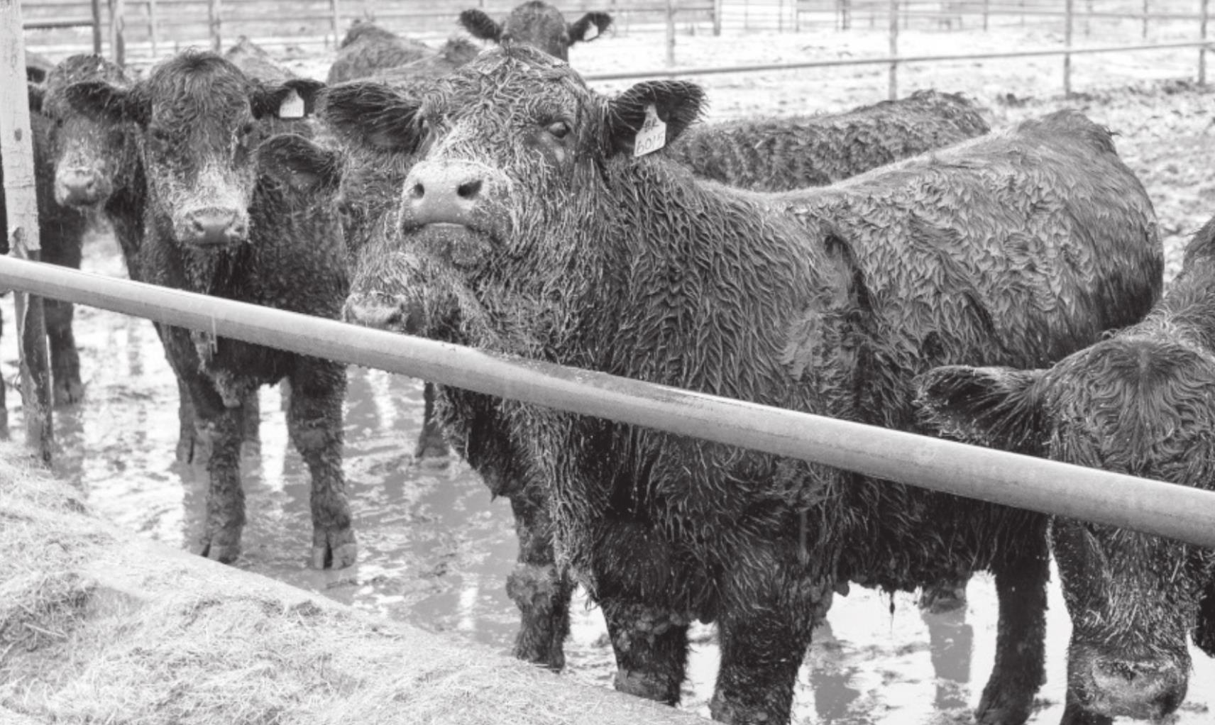 Cattle Producers Should Know Signs of Foot Rot in Livestock | Seminole ...