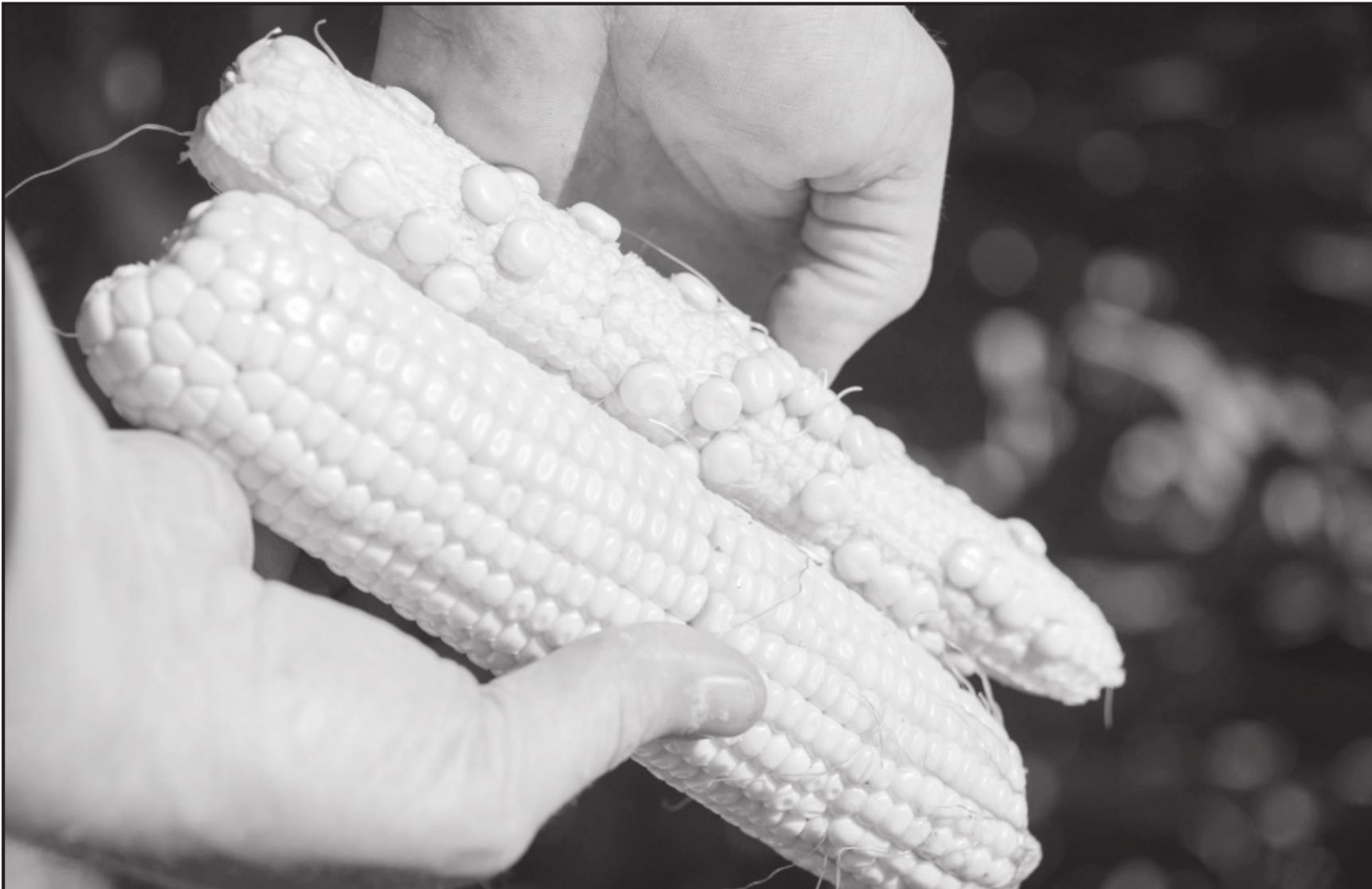 Oklahoma Corn Looking Good But Still In Need Of Crop Management ...