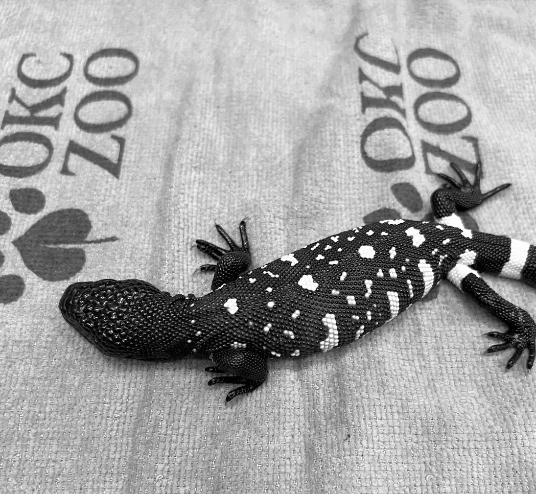 Rare Guatemalan Beaded Lizards Born at OKC Zoo | Seminole Producer
