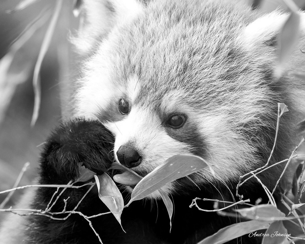 OKC Zoo Announces Birth of Endangered Red Panda Cub | Seminole Producer