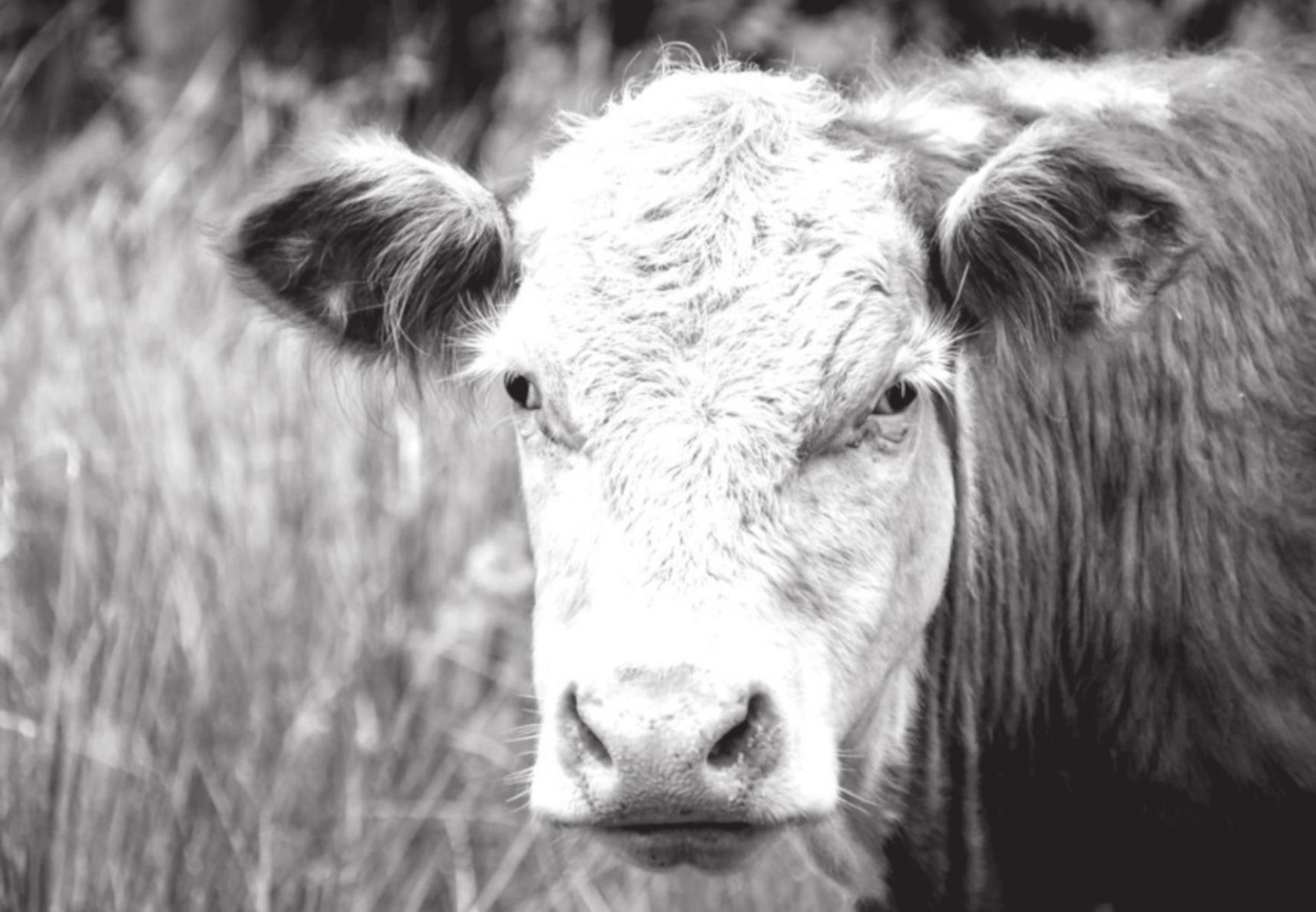 Keeping an Older Cow: Keep Ol’ Bessy Around a While Longer with this ...