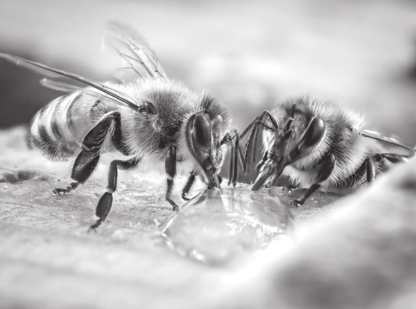 Honey Bees Are Famous, But Native Bees Are Powerful Pollinators ...