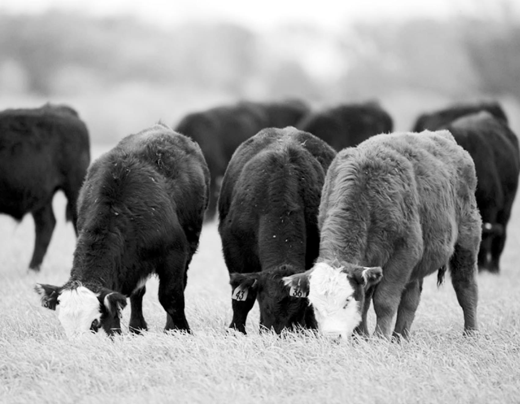 Cattle Management | Seminole Producer